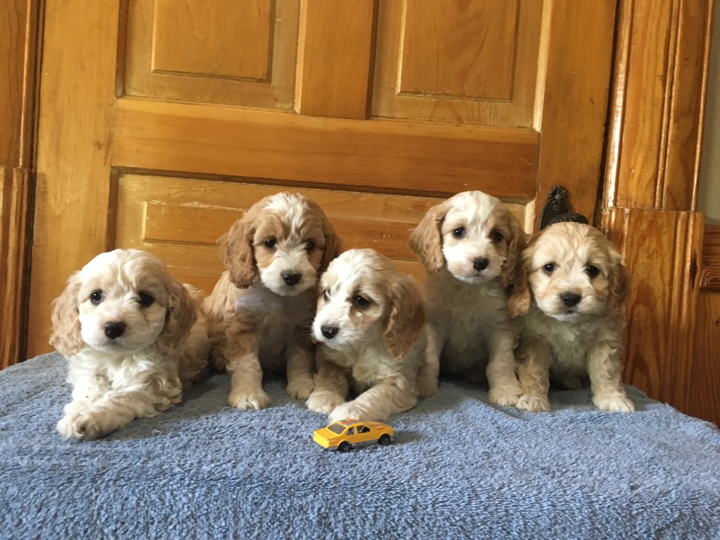 Currently Available Litters